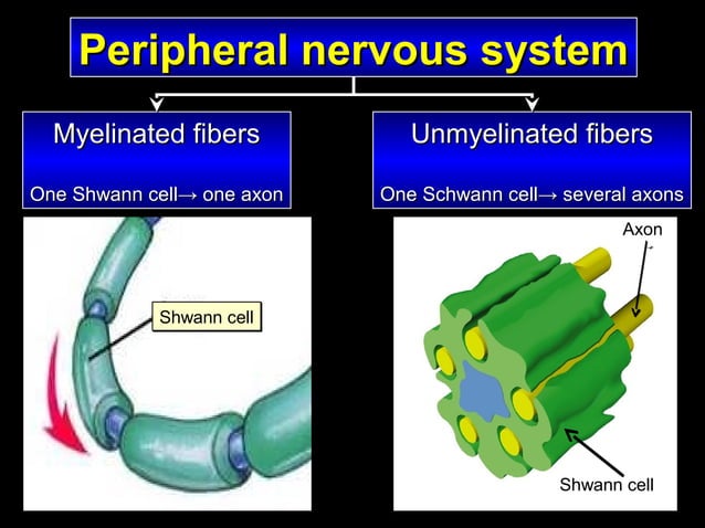 Lecture8 nervous system | PPT | Brain and Nervous System Disorders | Diseases and Conditions