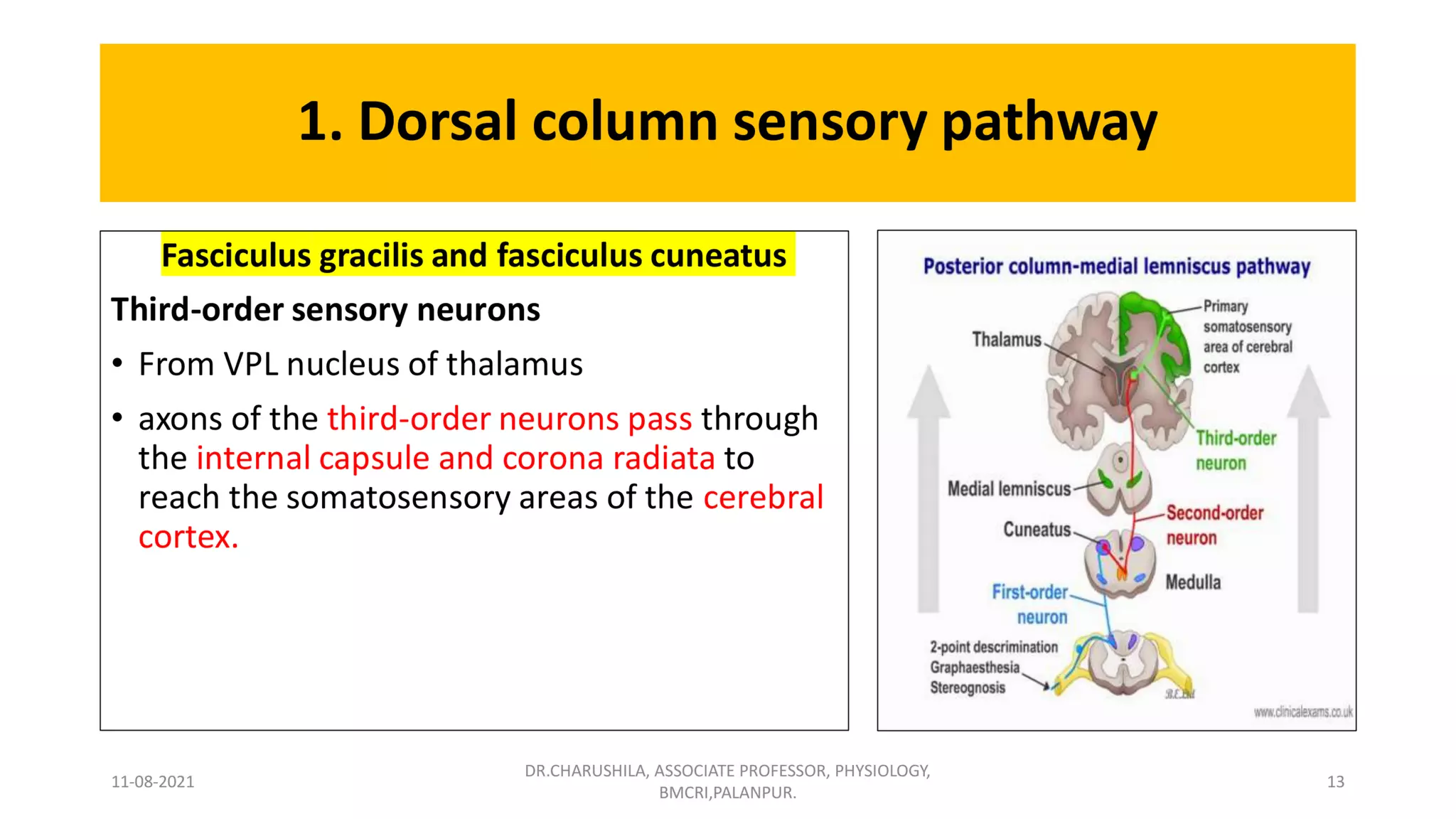 Ascending tracts- Central Nervous System | PDF