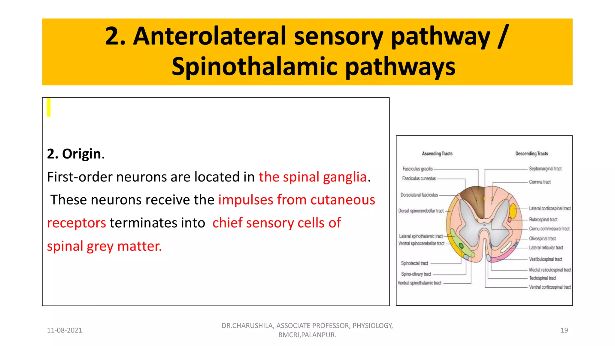Ascending tracts- Central Nervous System | PDF