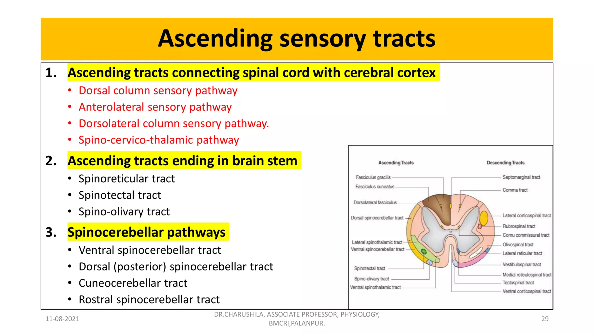 Ascending tracts- Central Nervous System | PDF