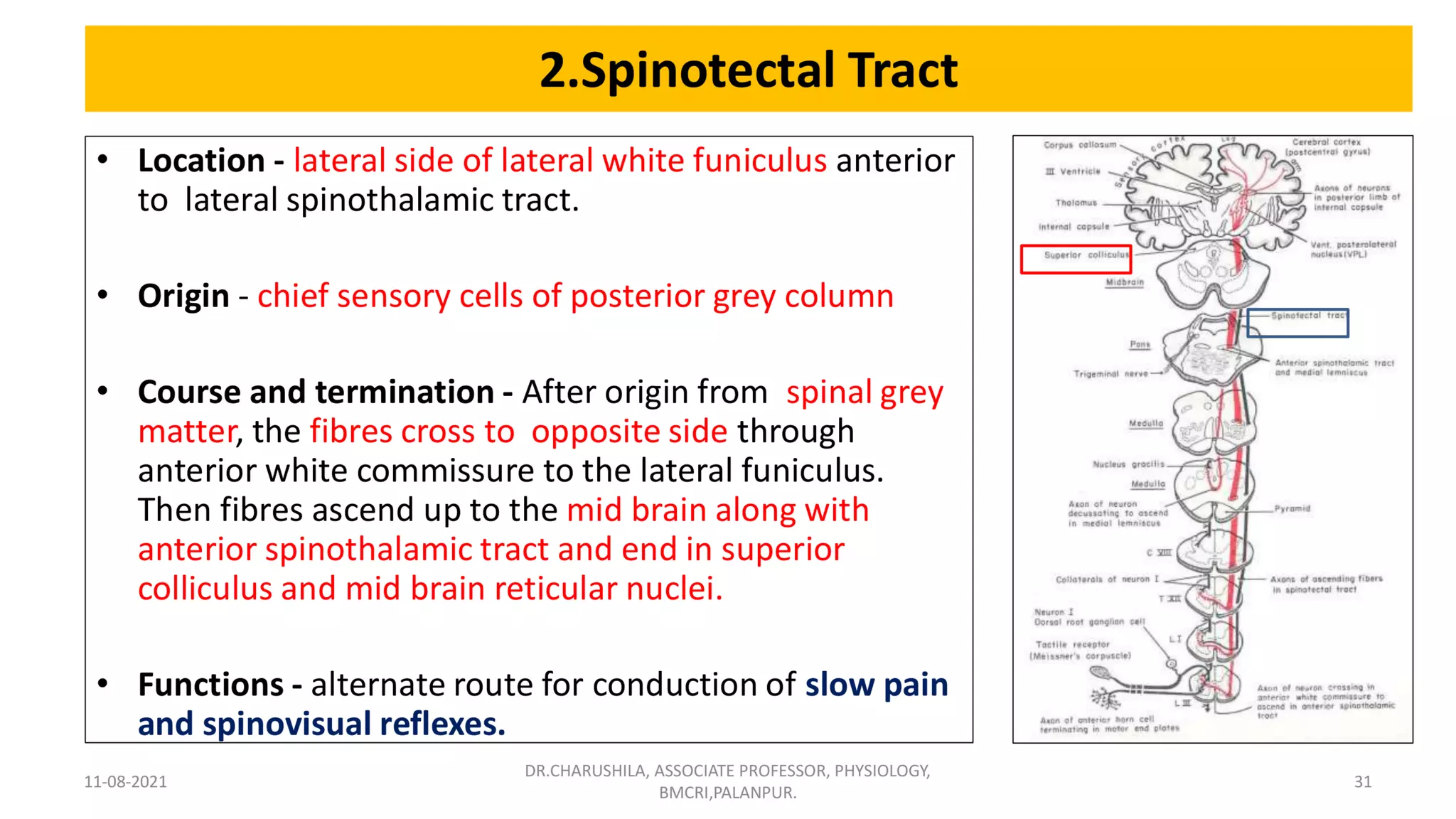 Ascending tracts- Central Nervous System | PDF