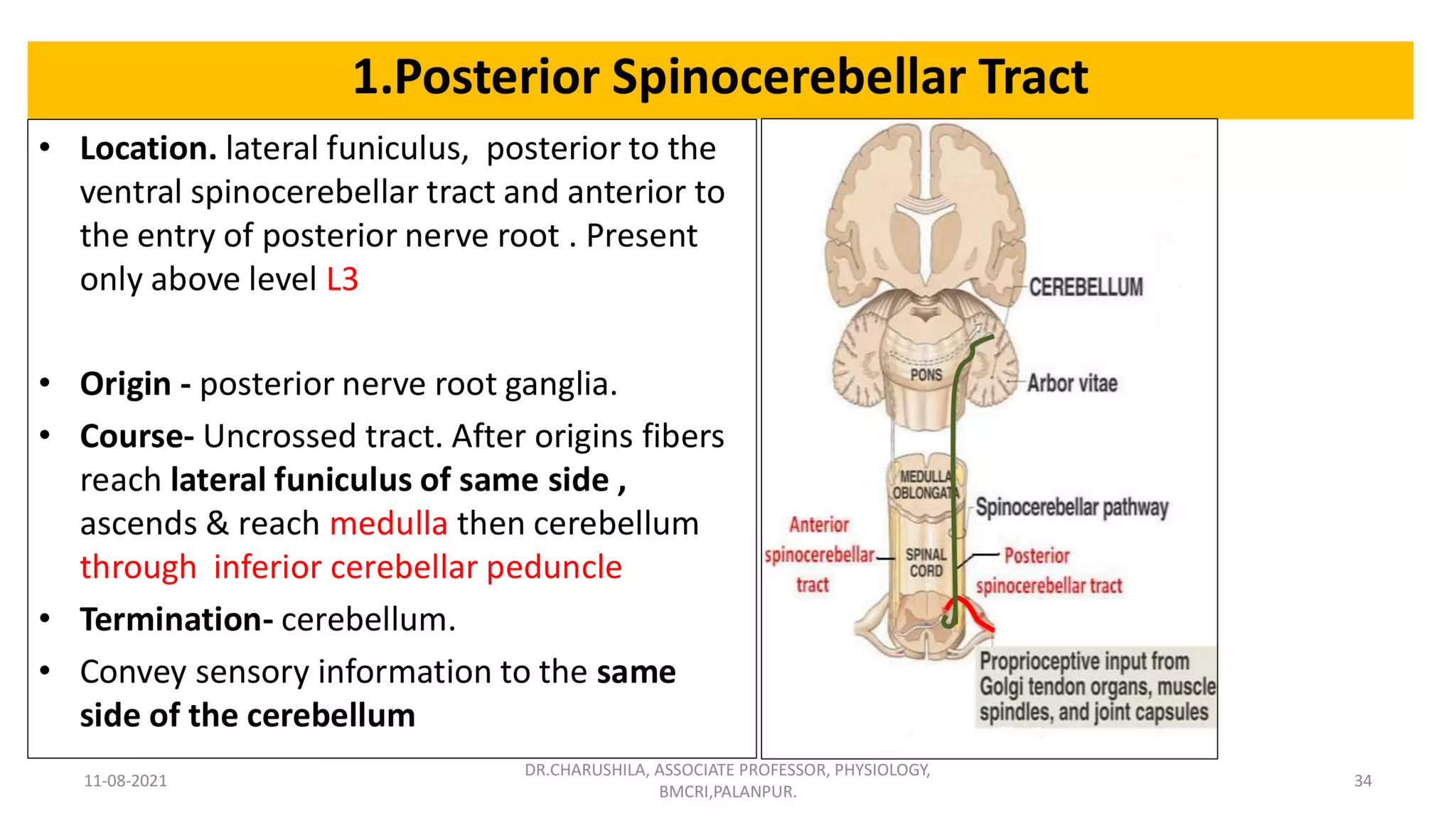 Ascending tracts- Central Nervous System | PDF