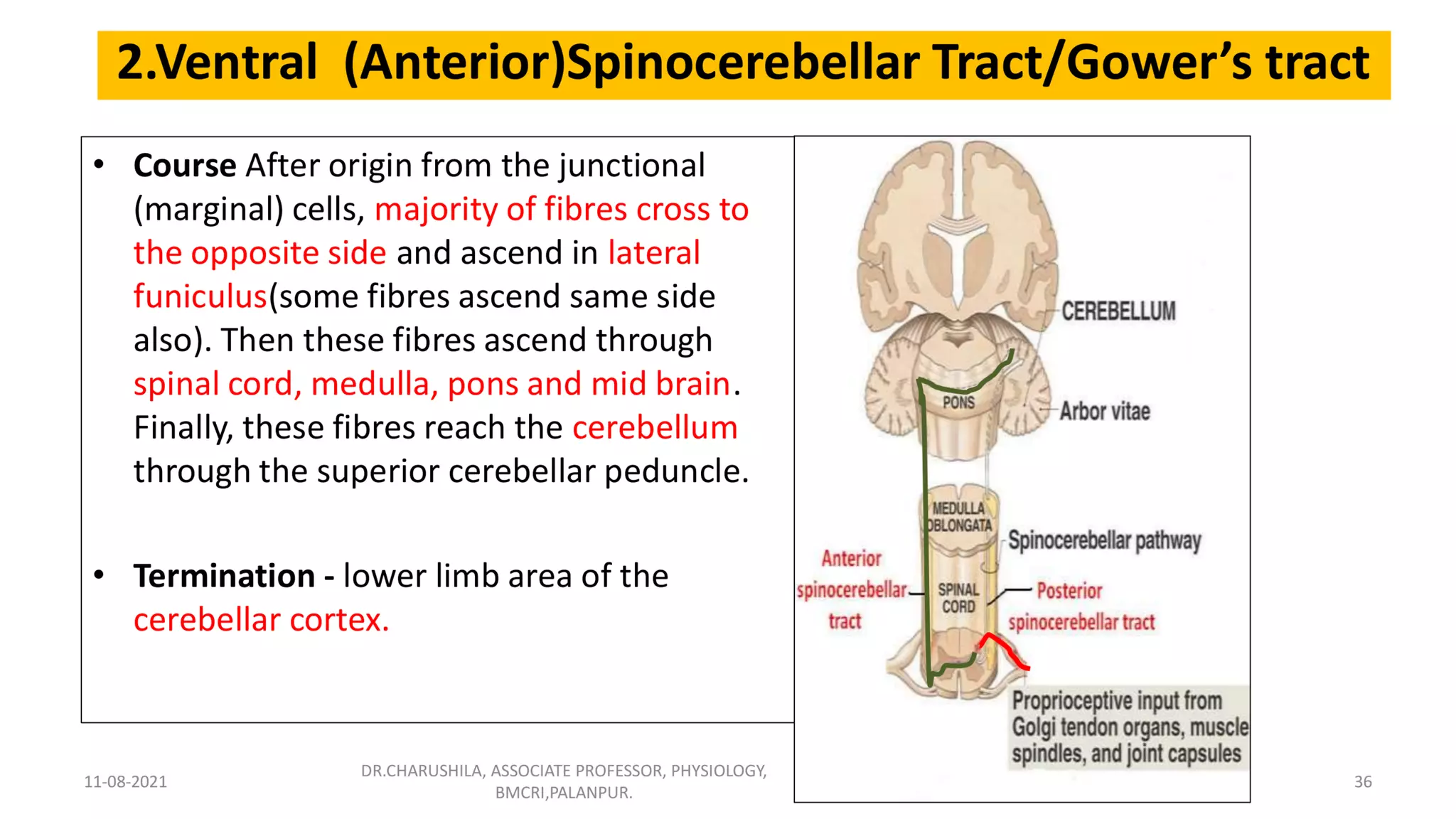 Ascending tracts- Central Nervous System | PDF
