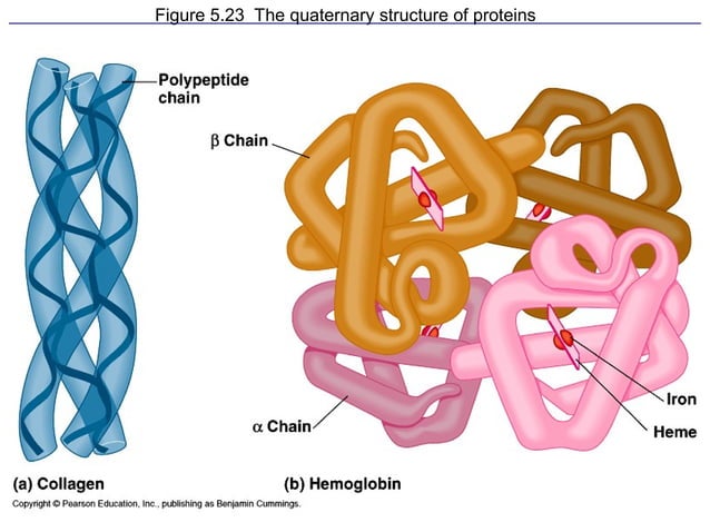Protein structure, types, functions, etc.ppt
