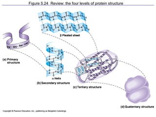 Protein structure, types, functions, etc.ppt