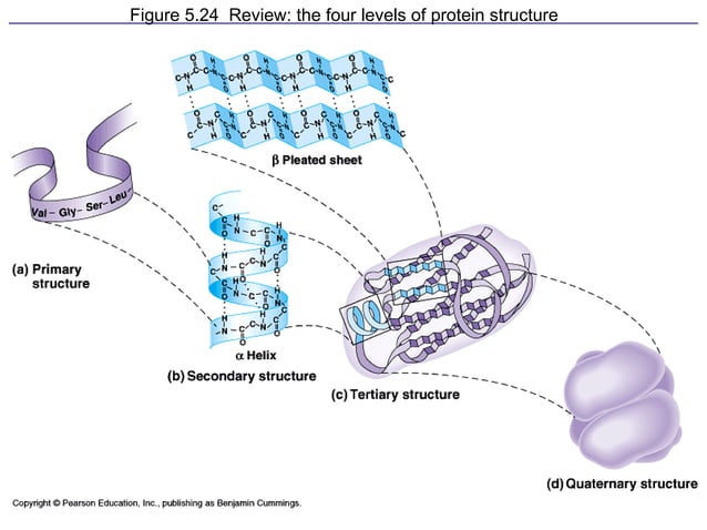 Protein structure, types, functions, etc.ppt