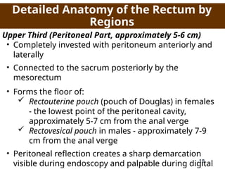 Anatomy of Rectum and Anal Canal for medical students.pptx