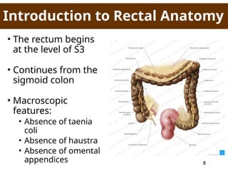 Anatomy of Rectum and Anal Canal for medical students.pptx
