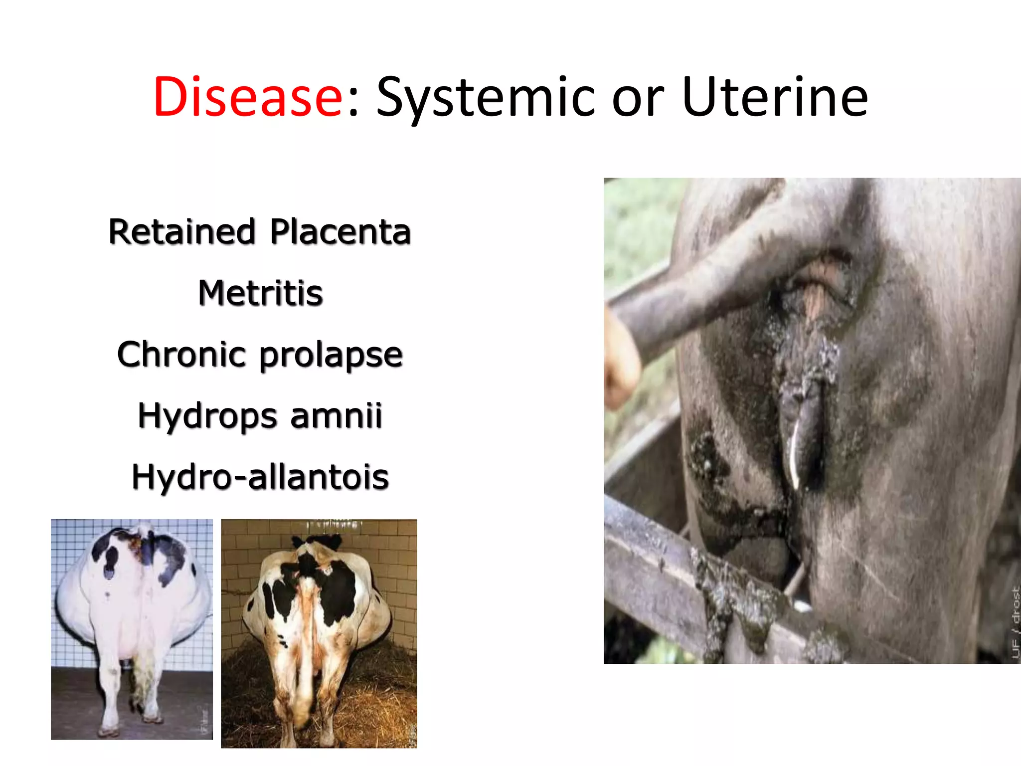 Lecture 8 anestrus in domestic animals | PDF