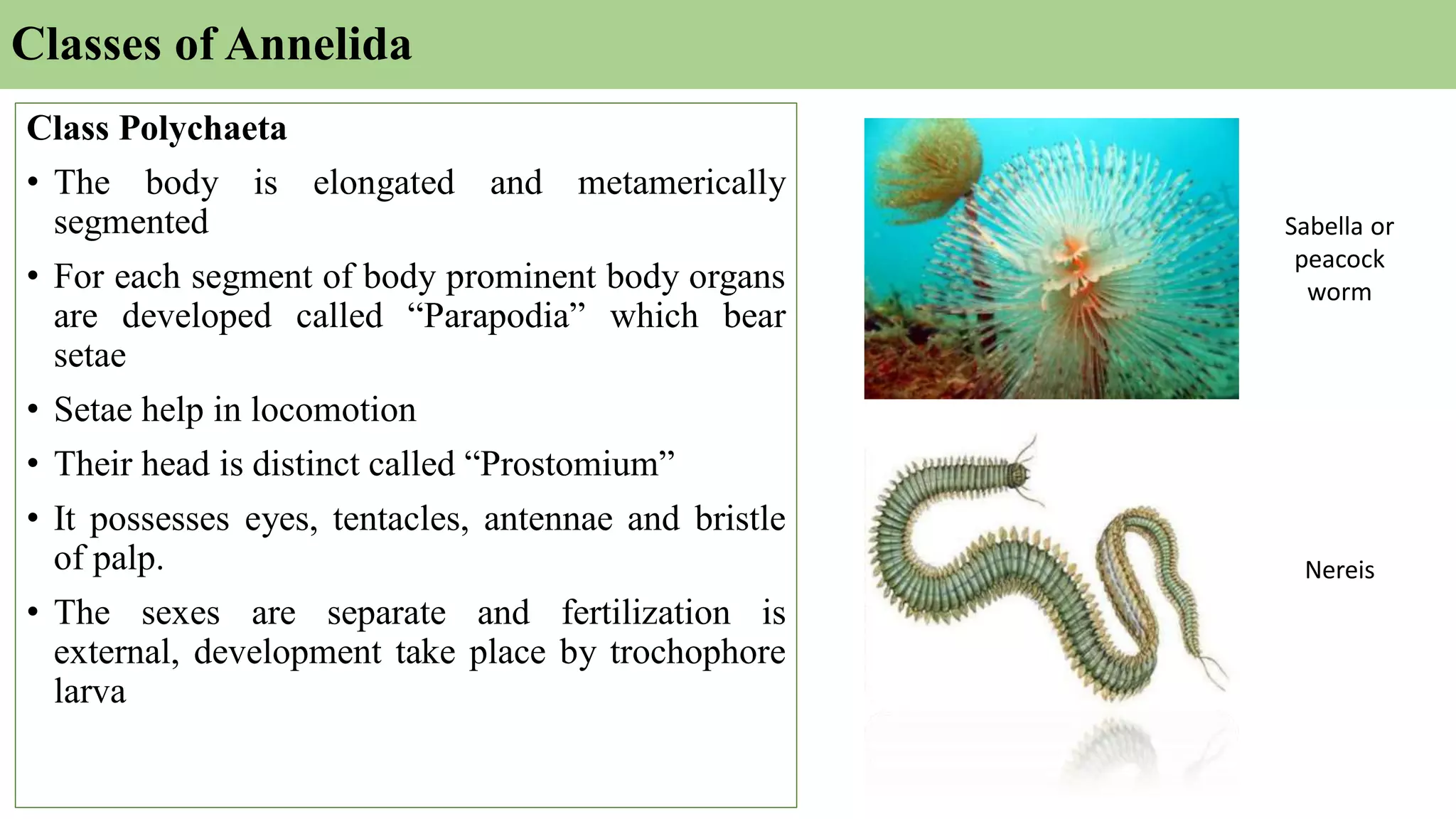 Lecture 8 phylum annelida | PDF