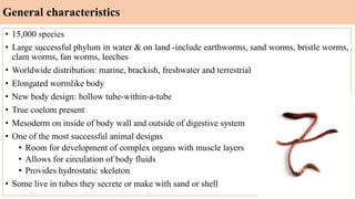 Lecture 8 phylum annelida | PDF