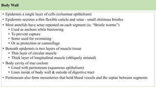 Lecture 8 phylum annelida | PDF