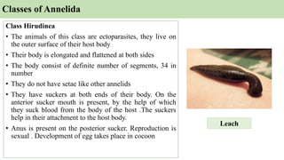 Lecture 8 phylum annelida | PPT