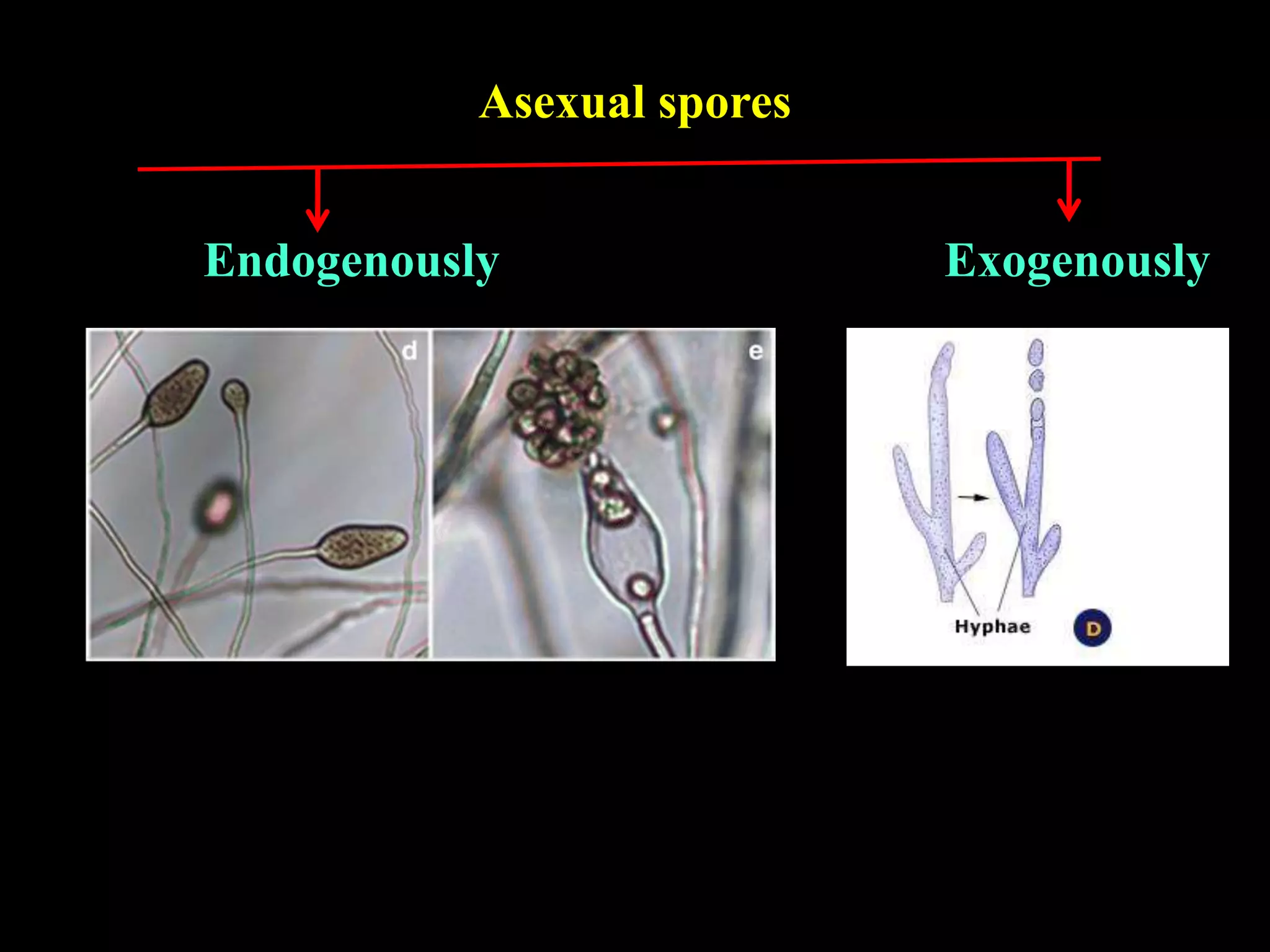 Lecture 8 Asexual Reproduction In Fungi Pptx