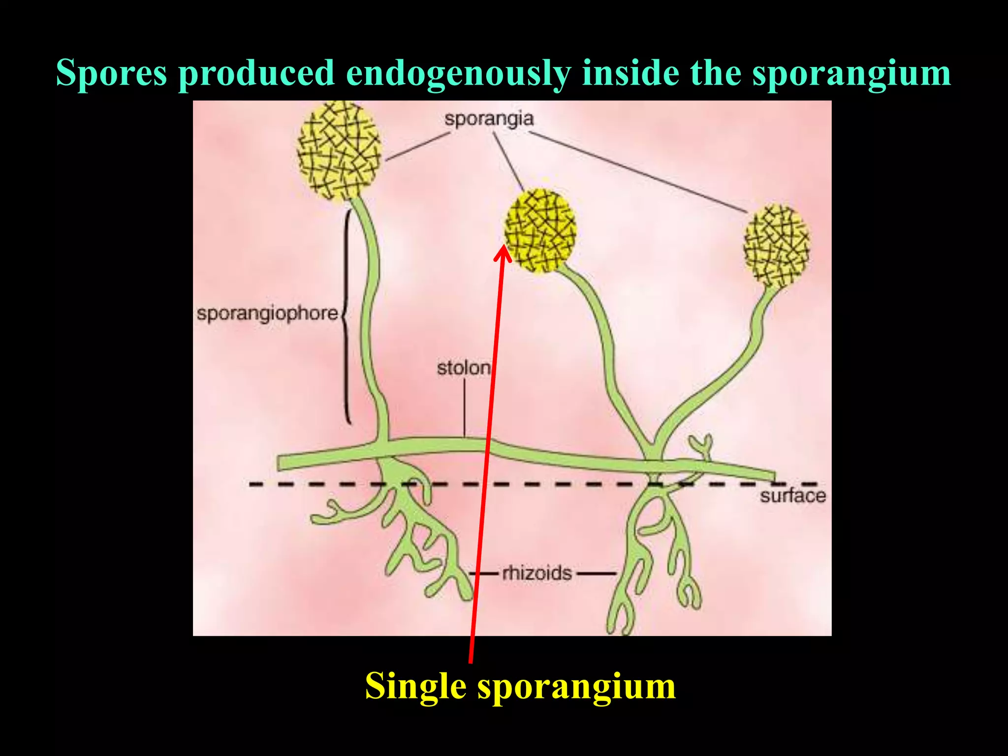 Lecture 8 Asexual reproduction in fungi.pptx