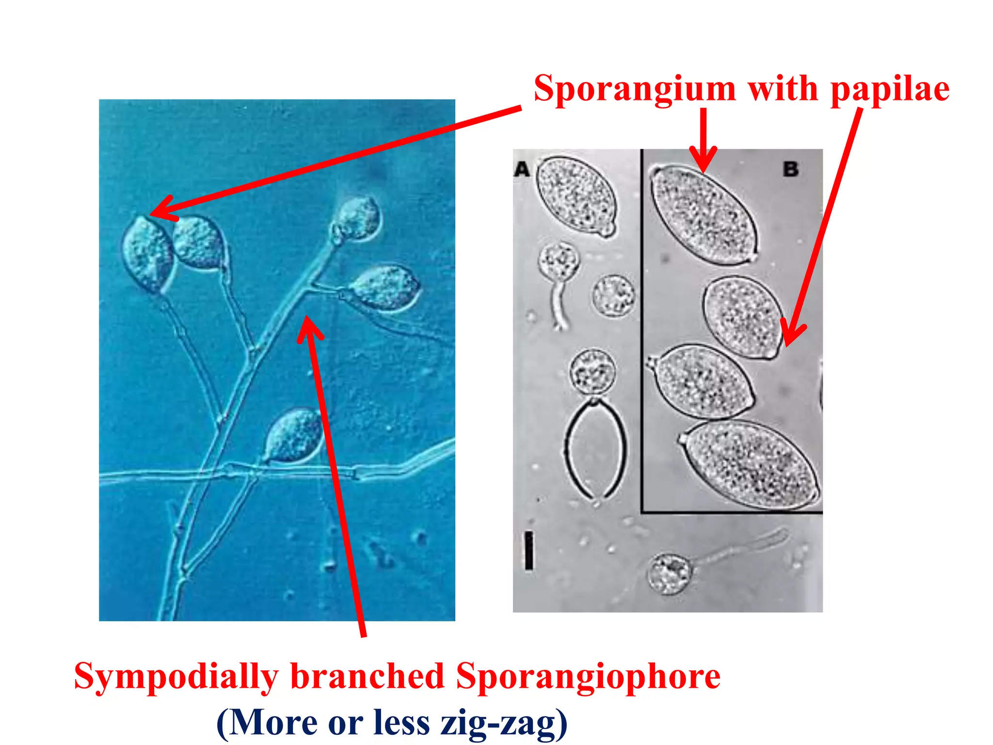 Lecture 8 Asexual Reproduction In Fungi Pptx