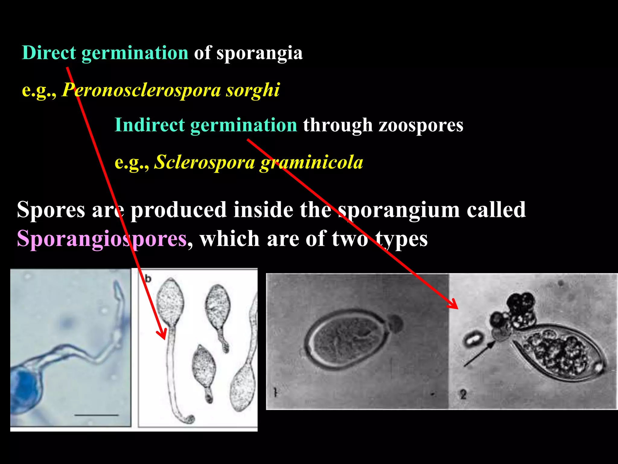 Lecture 8 Asexual reproduction in fungi.pptx