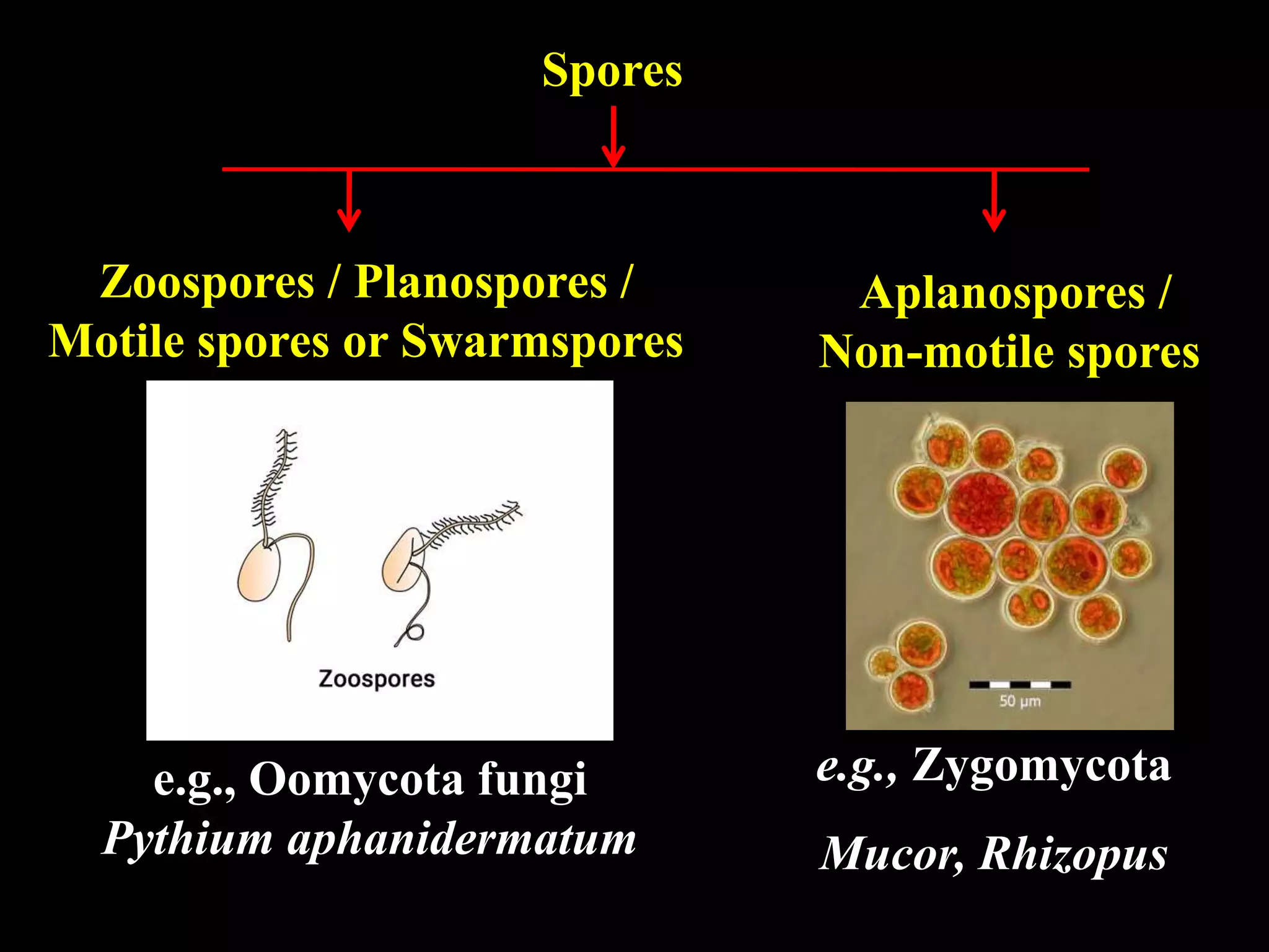 Lecture 8 Asexual reproduction in fungi.pptx