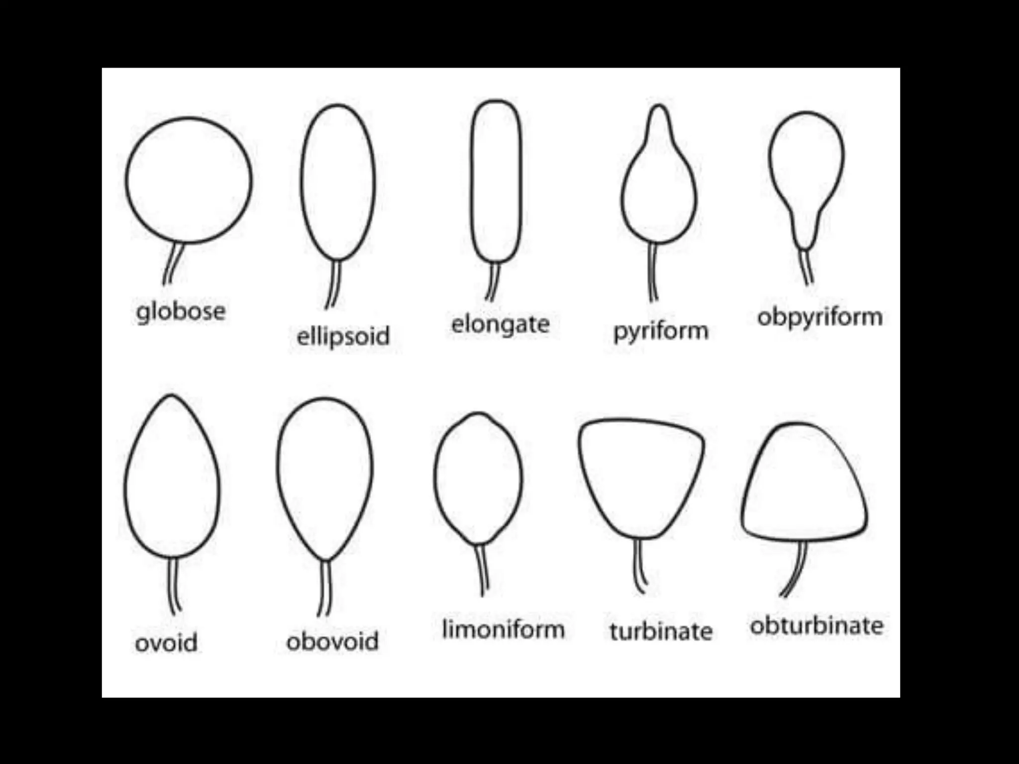 Lecture 8 Asexual Reproduction In Fungi Pptx