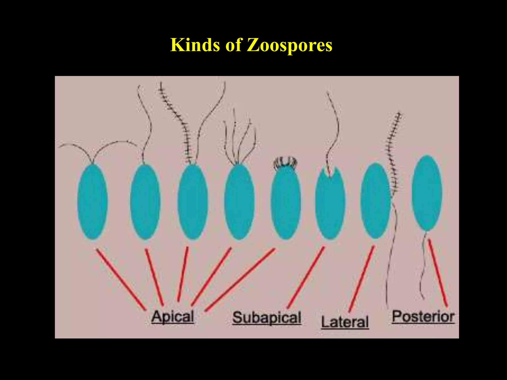 Lecture 8 Asexual Reproduction In Fungi Pptx