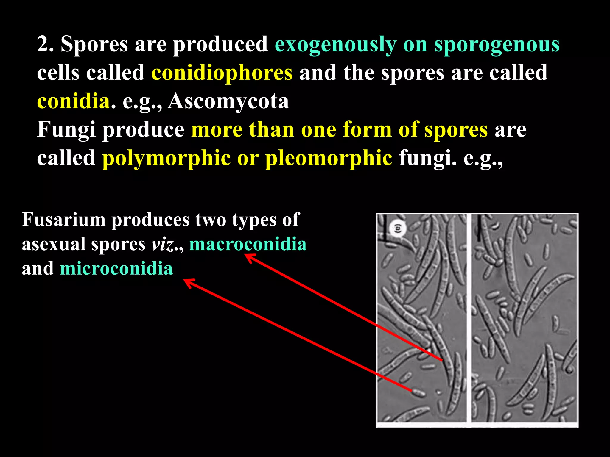 Lecture 8 Asexual reproduction in fungi.pptx