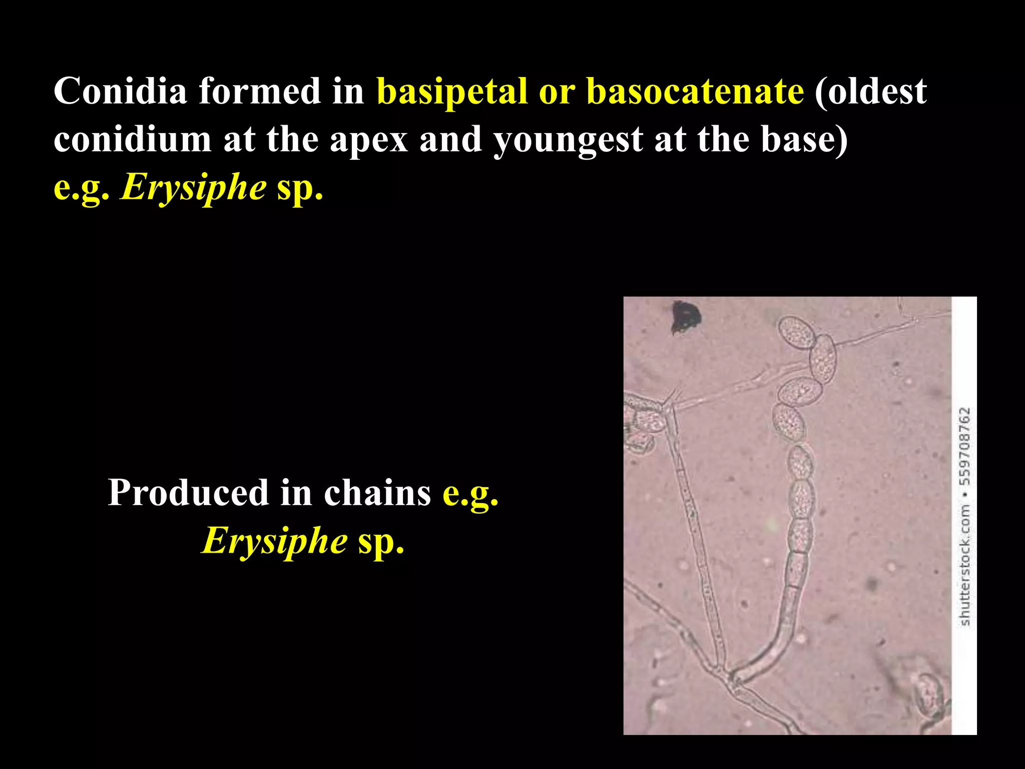 Lecture 8 Asexual reproduction in fungi.pptx