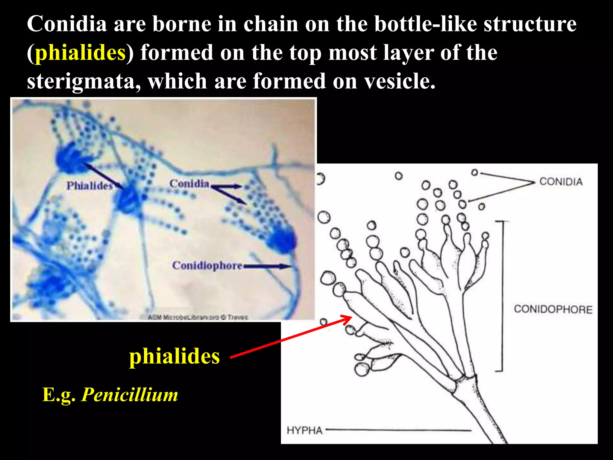 Lecture 8 Asexual reproduction in fungi.pptx