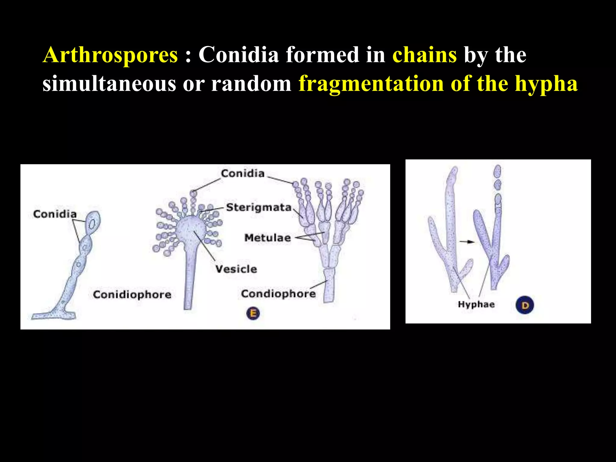 Lecture 8 Asexual reproduction in fungi.pptx