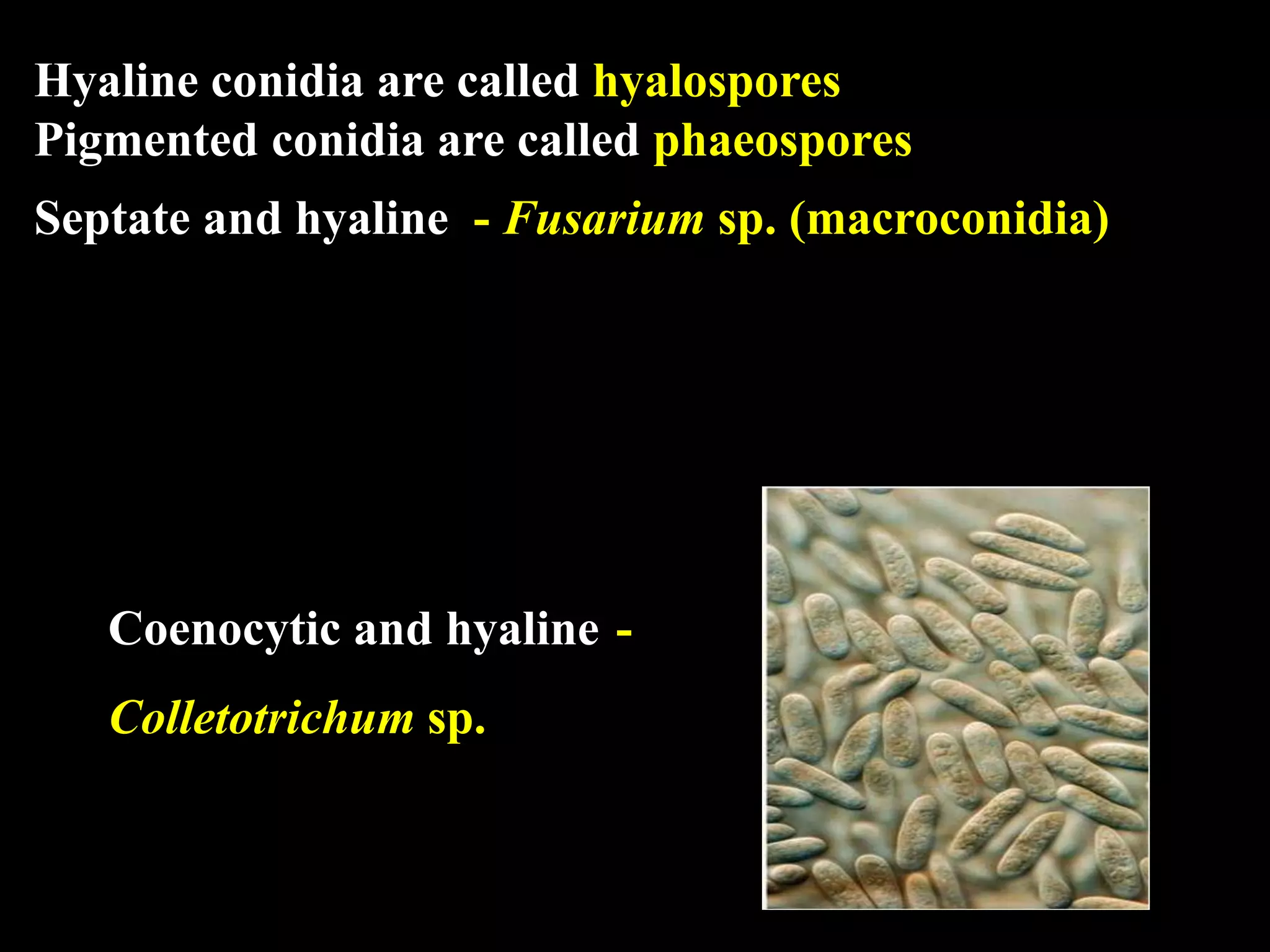 Lecture 8 Asexual reproduction in fungi.pptx