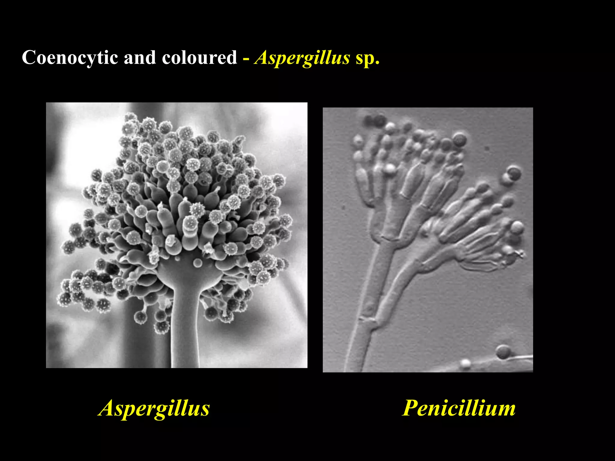 Lecture 8 Asexual Reproduction In Fungi Pptx