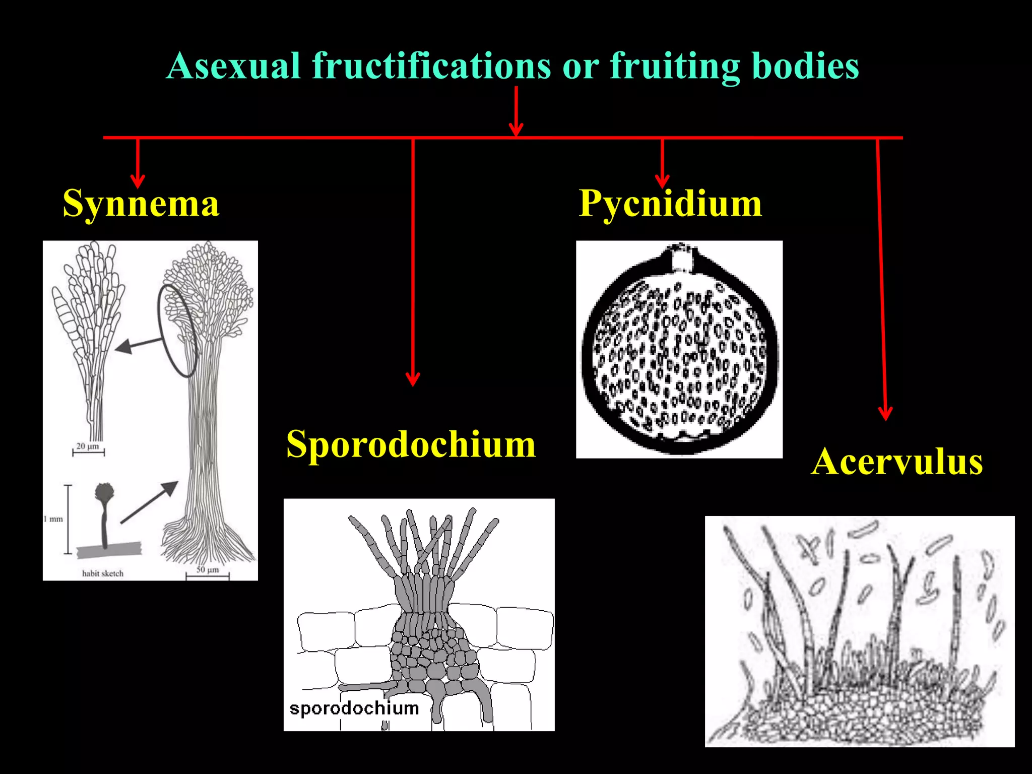 Lecture 8 Asexual reproduction in fungi.pptx