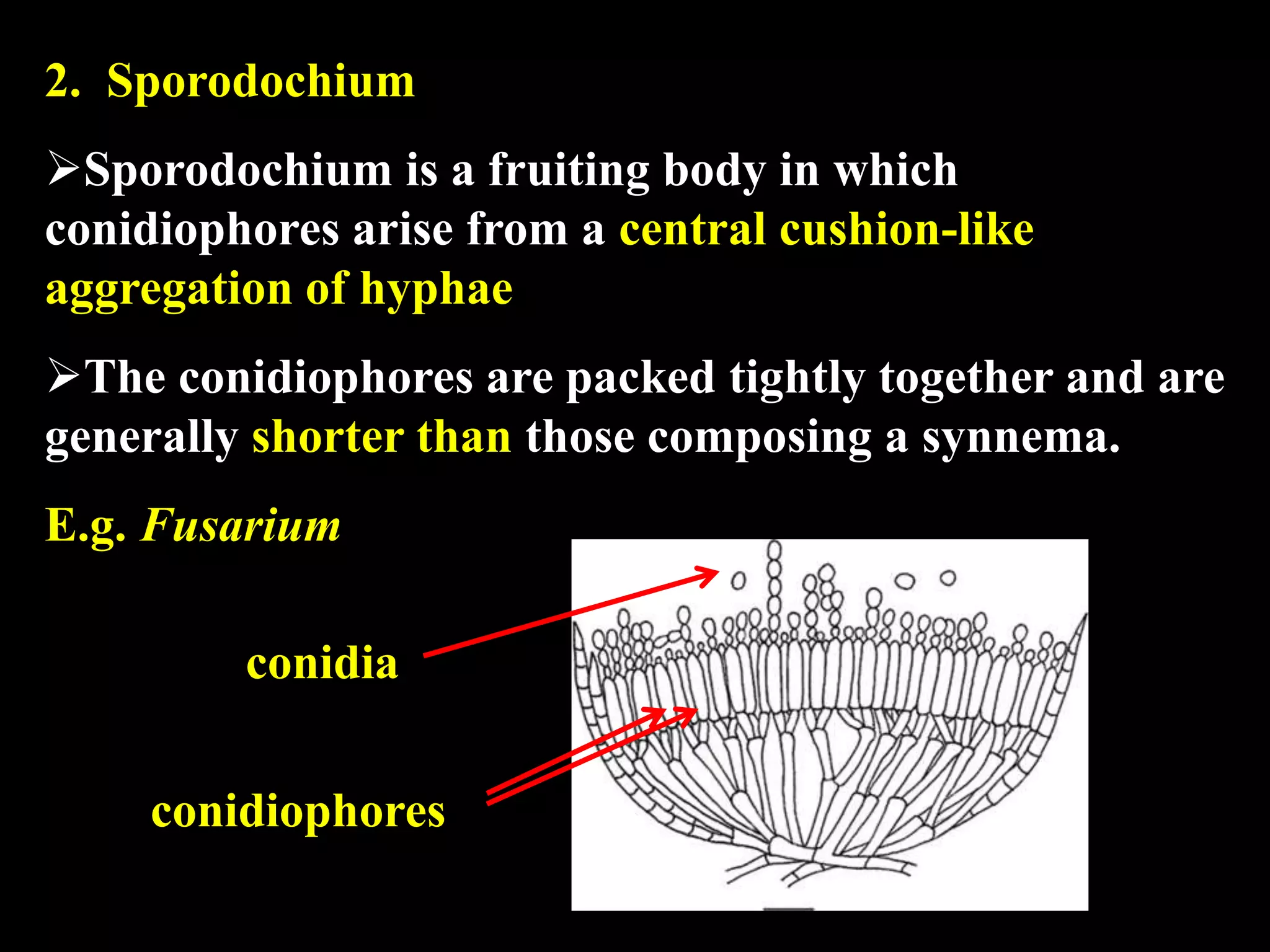 Lecture 8 Asexual reproduction in fungi.pptx