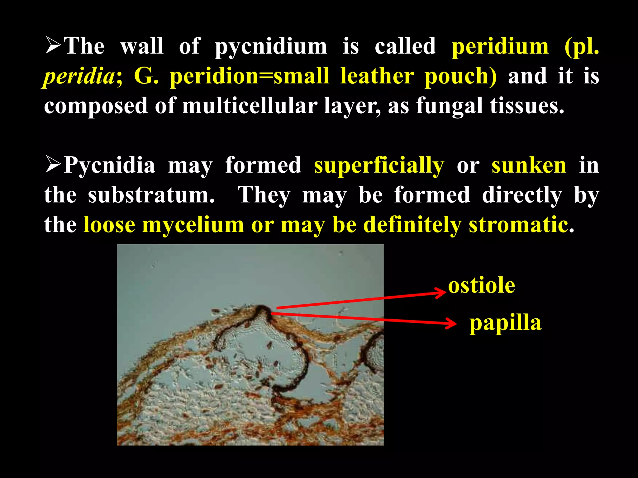 Lecture 8 Asexual reproduction in fungi.pptx