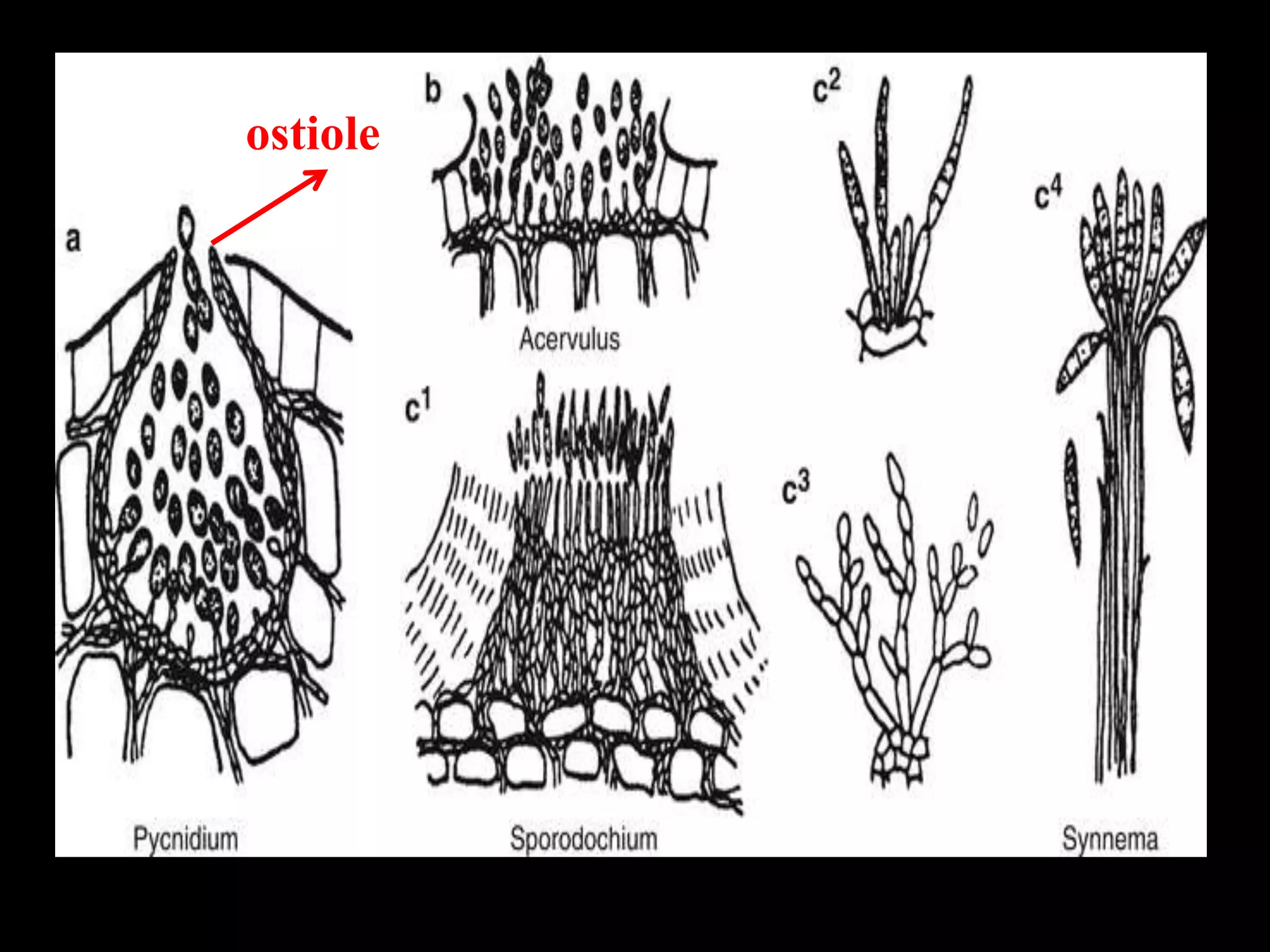 Lecture 8 Asexual reproduction in fungi.pptx