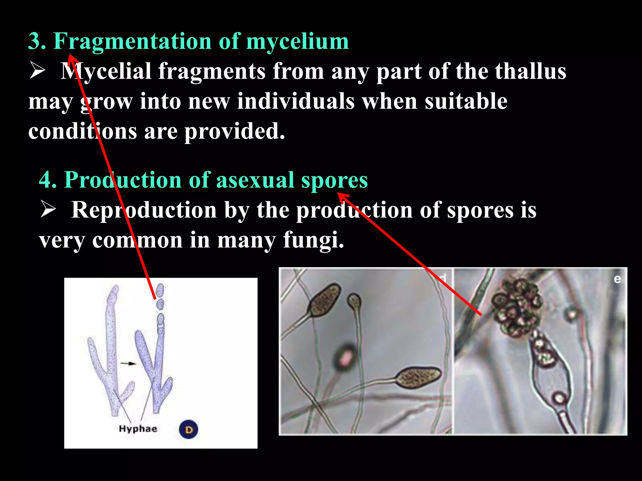 Lecture 8 Asexual reproduction in fungi.pptx