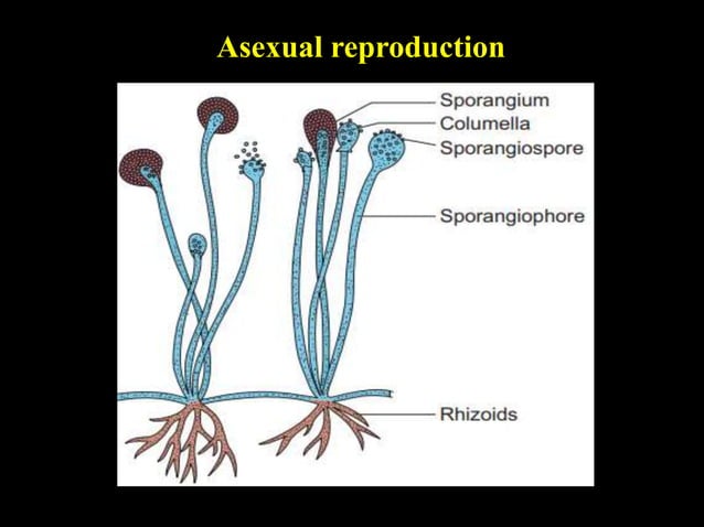 Lecture 8 Asexual reproduction in fungi.pptx