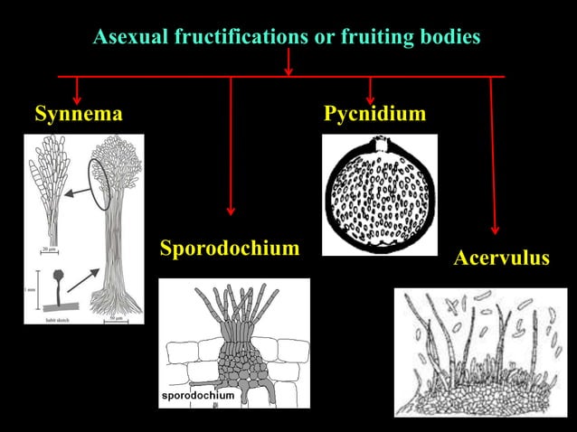 Lecture 8 Asexual Reproduction In Fungi Pptx