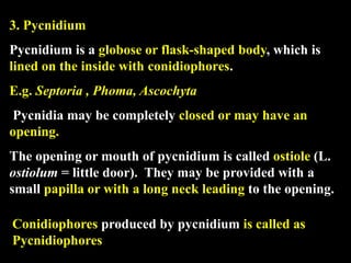 Lecture 8 Asexual reproduction in fungi.pptx