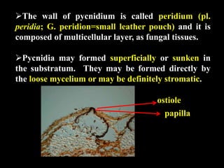 Lecture 8 Asexual reproduction in fungi.pptx