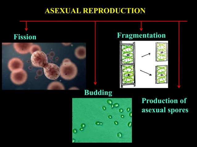 Lecture 8 Asexual Reproduction In Fungi Pptx