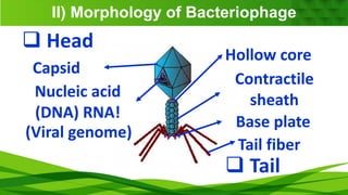 __Lecture 8 Bacteriphage-1.pptx