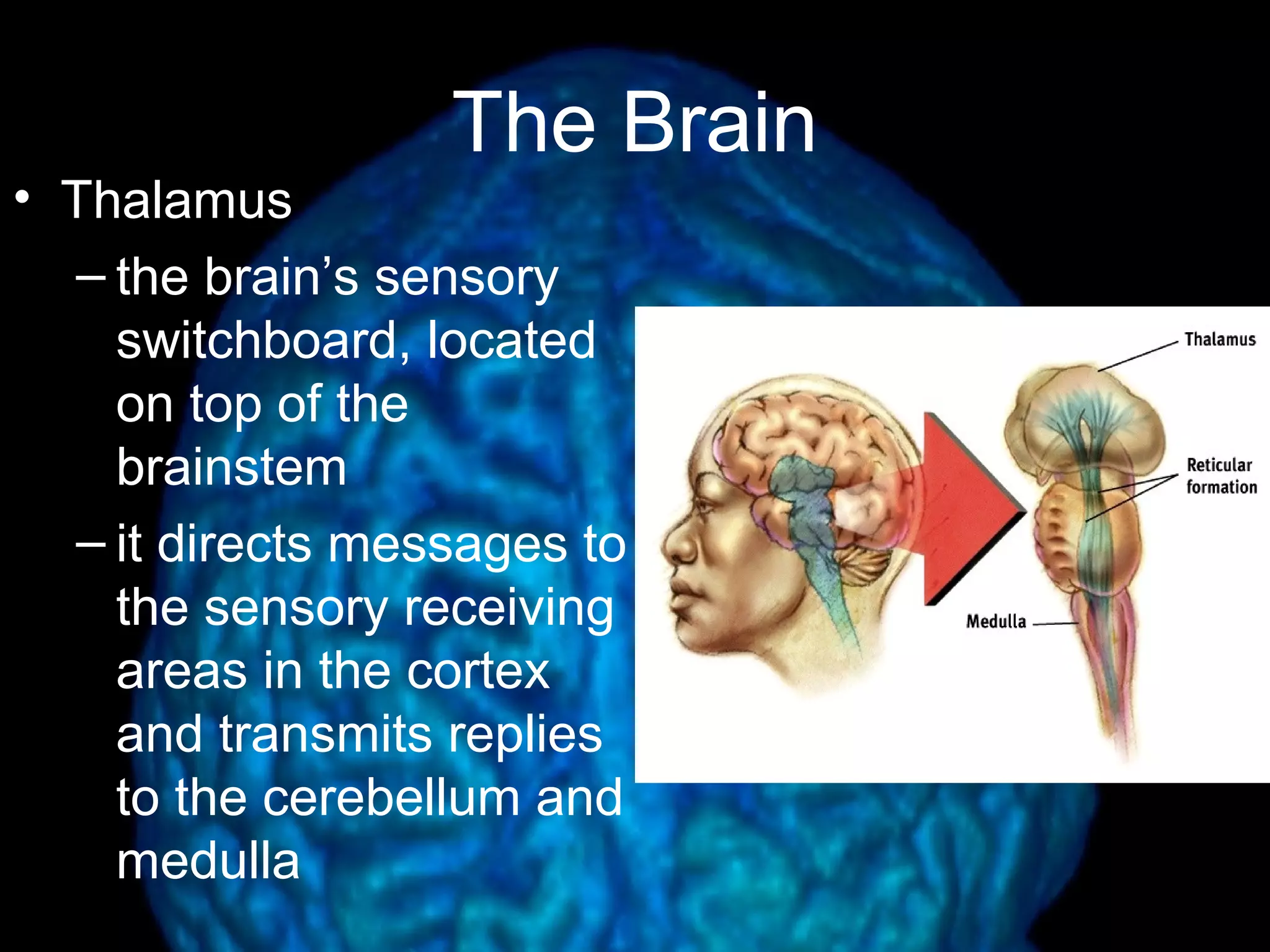 Lecture 8 brain structure | PPT