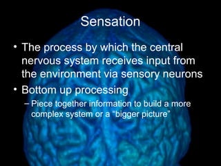 Lecture 8 brain structure | PPT