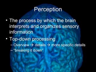 Lecture 8 brain structure | PPT