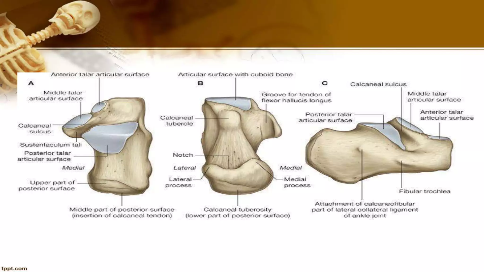 Lecture 8 calcaneum | PPTX