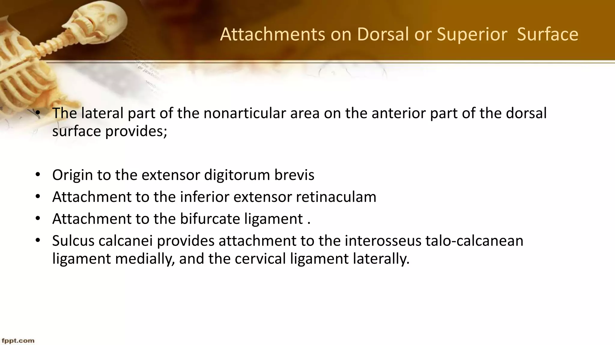 Lecture 8 calcaneum | PPTX