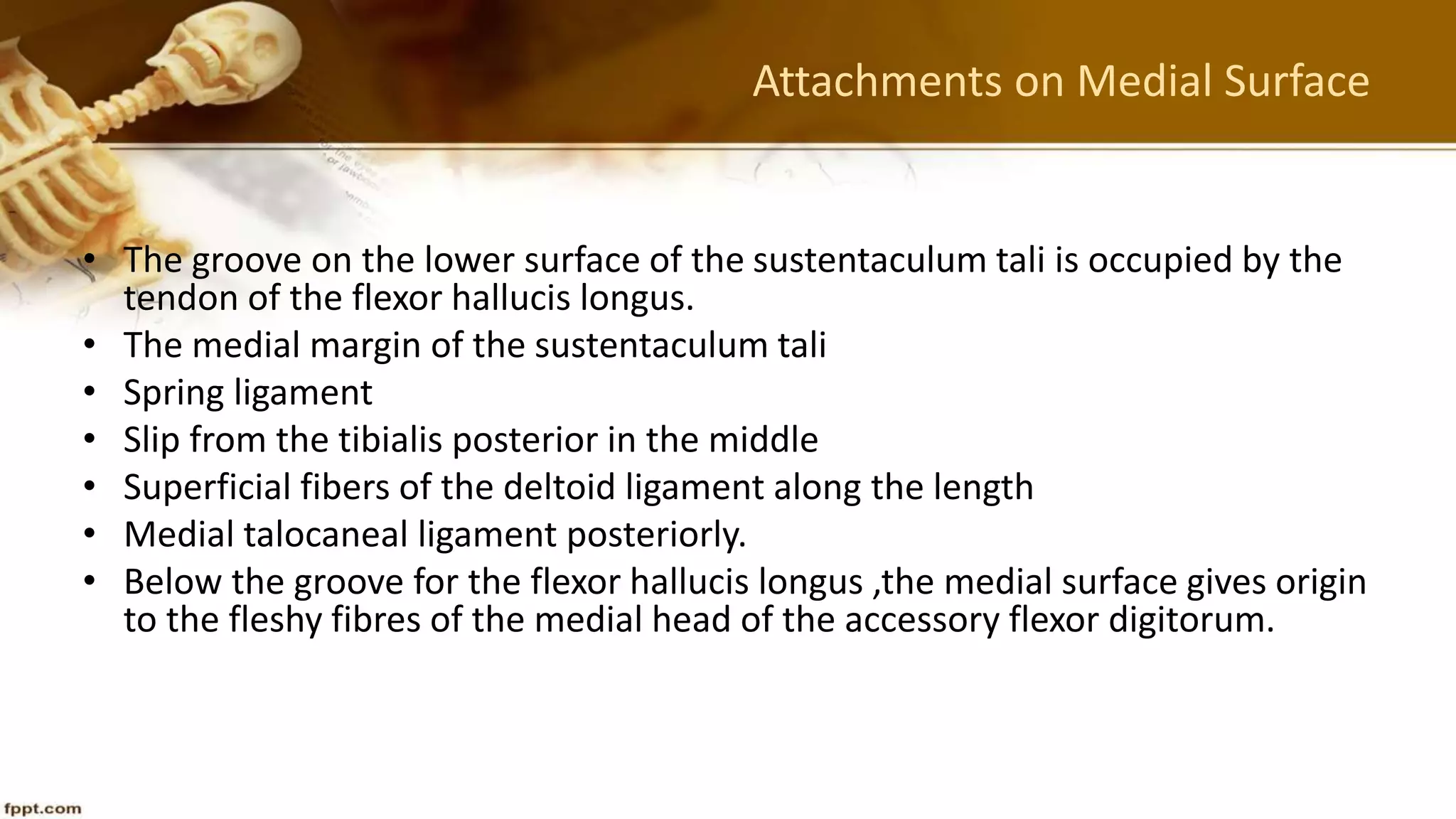 Lecture 8 calcaneum | PPTX
