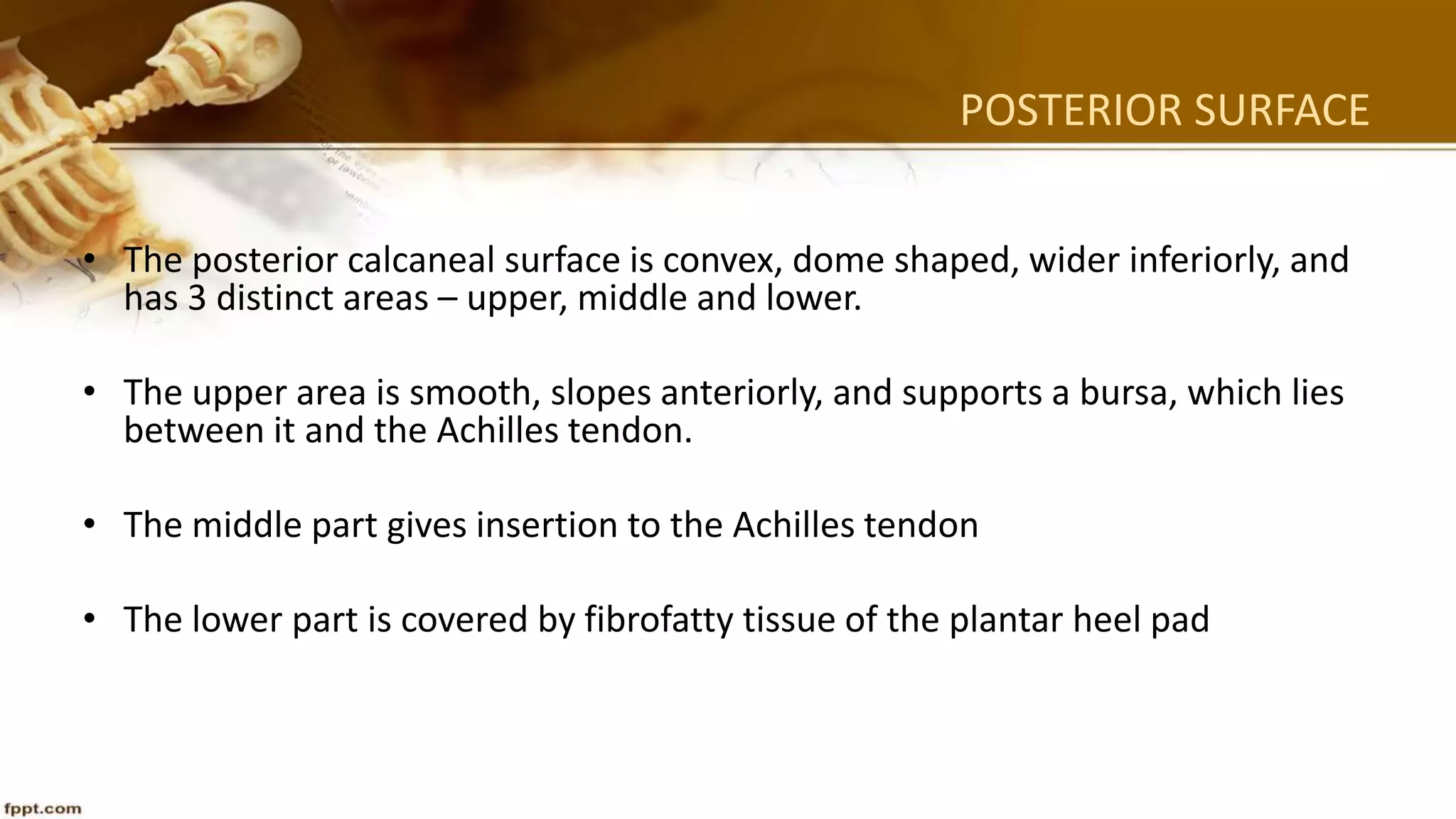 Lecture 8 calcaneum | PPTX