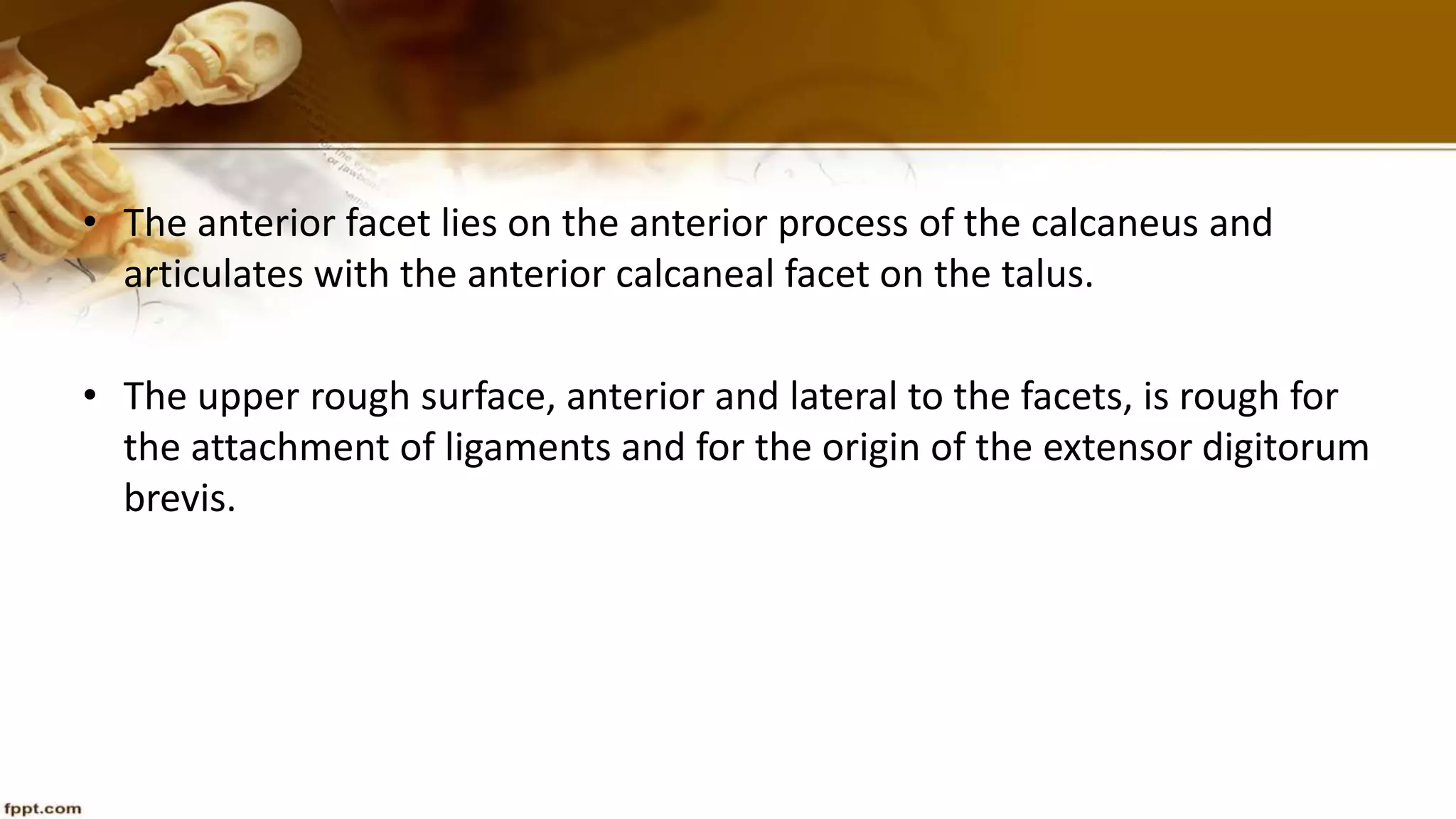 Lecture 8 calcaneum | PPTX
