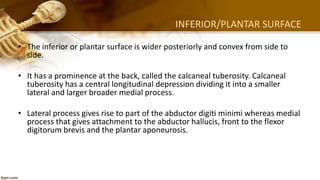 Lecture 8 calcaneum | PPTX